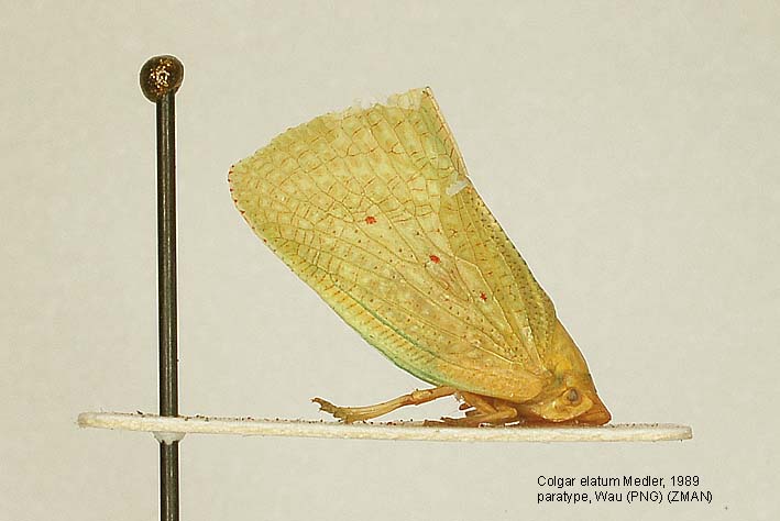 Papua Insects Foundation (Hemiptera/Auchenorrhyncha/leafhopper ...